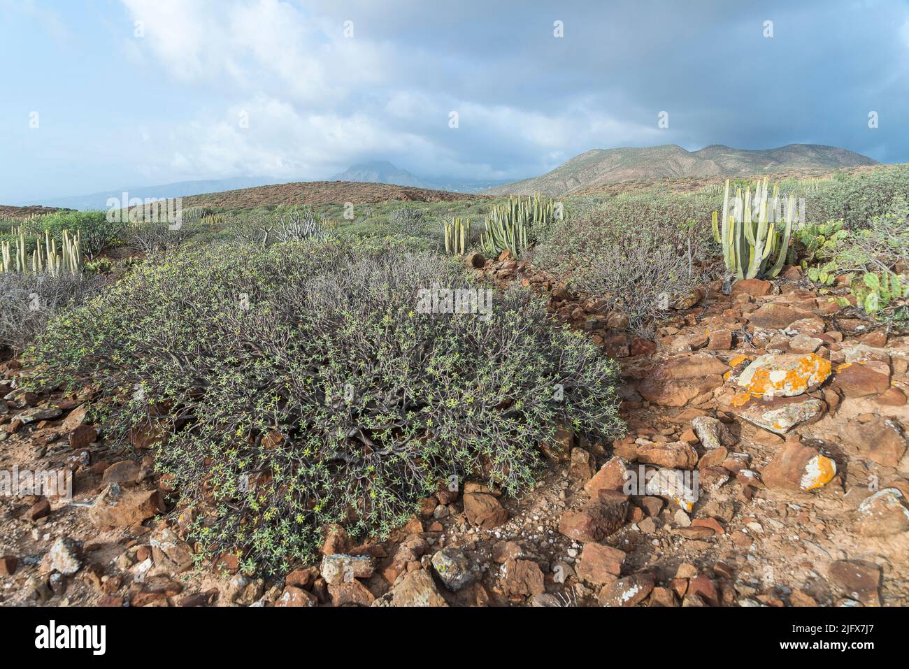 Euphorbia balsamifera, balsam spurge is a flowering plant in the spurge ...