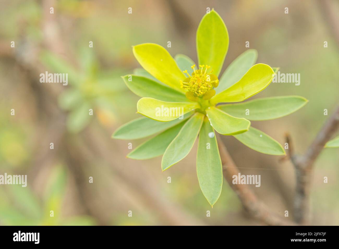 Euphorbia balsamifera, balsam spurge is a flowering plant in the spurge ...