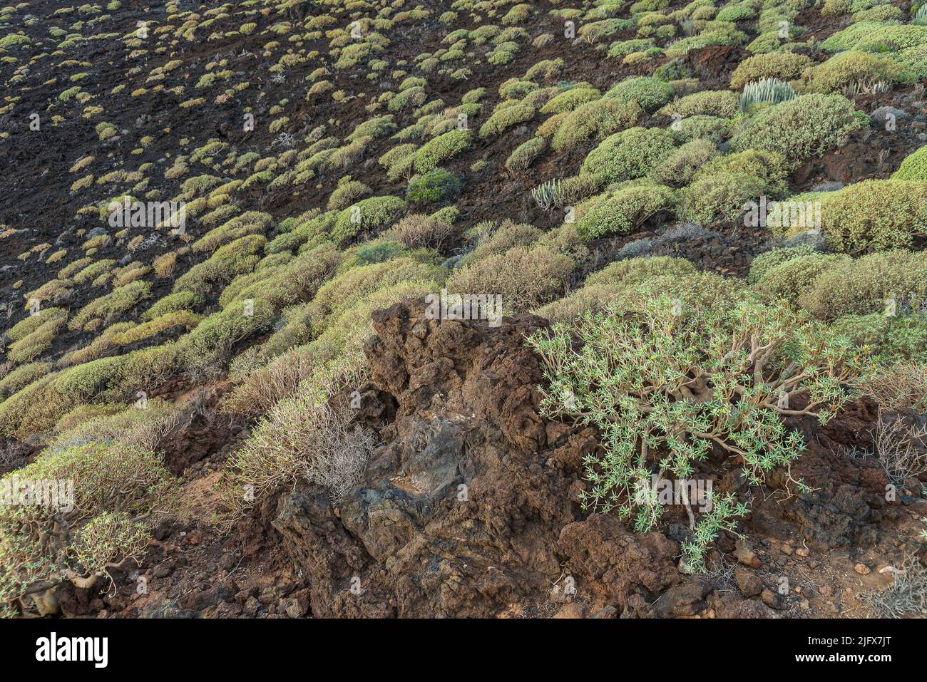 Euphorbia balsamifera, balsam spurge is a flowering plant in the spurge ...