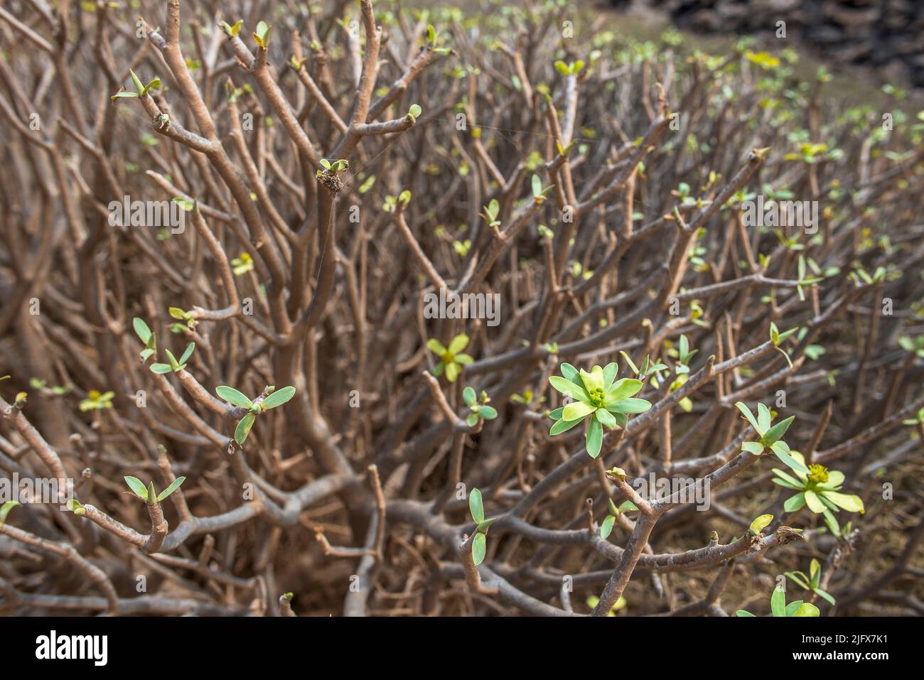 Balsam spurge euphorbia balsamifera hi-res stock photography and images ...