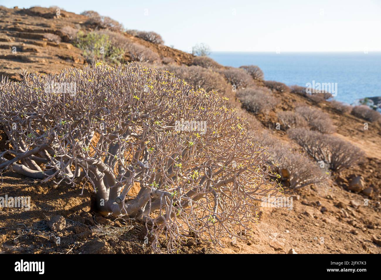 Euphorbia balsamifera, balsam spurge is a flowering plant in the spurge ...