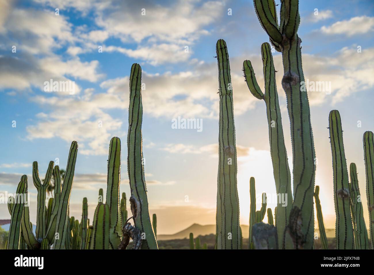 Euphorbia canariensis, commonly known as the Canary Island spurge ...