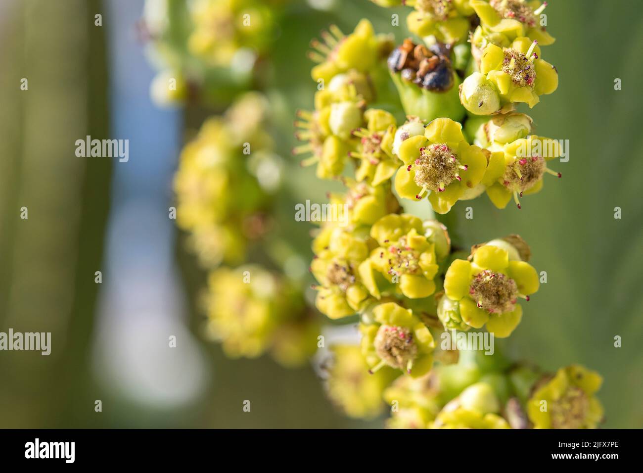 Euphorbia candelabrum is a succulent species of plant in the family ...