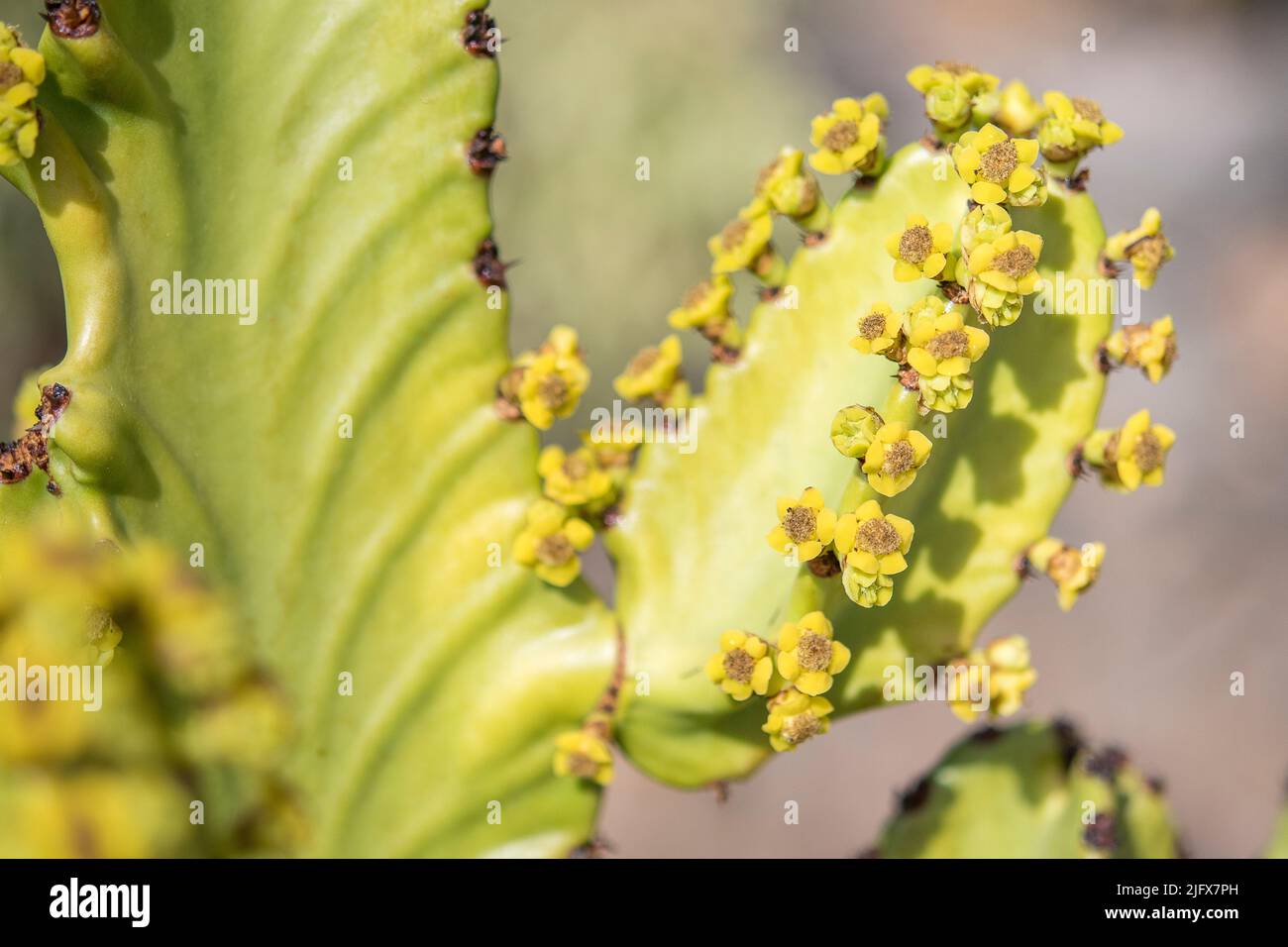 Euphorbia candelabrum is a succulent species of plant in the family ...