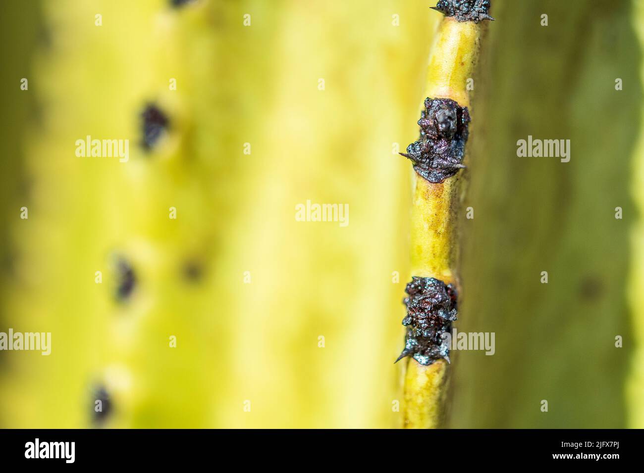 Euphorbia candelabrum is a succulent species of plant in the family ...