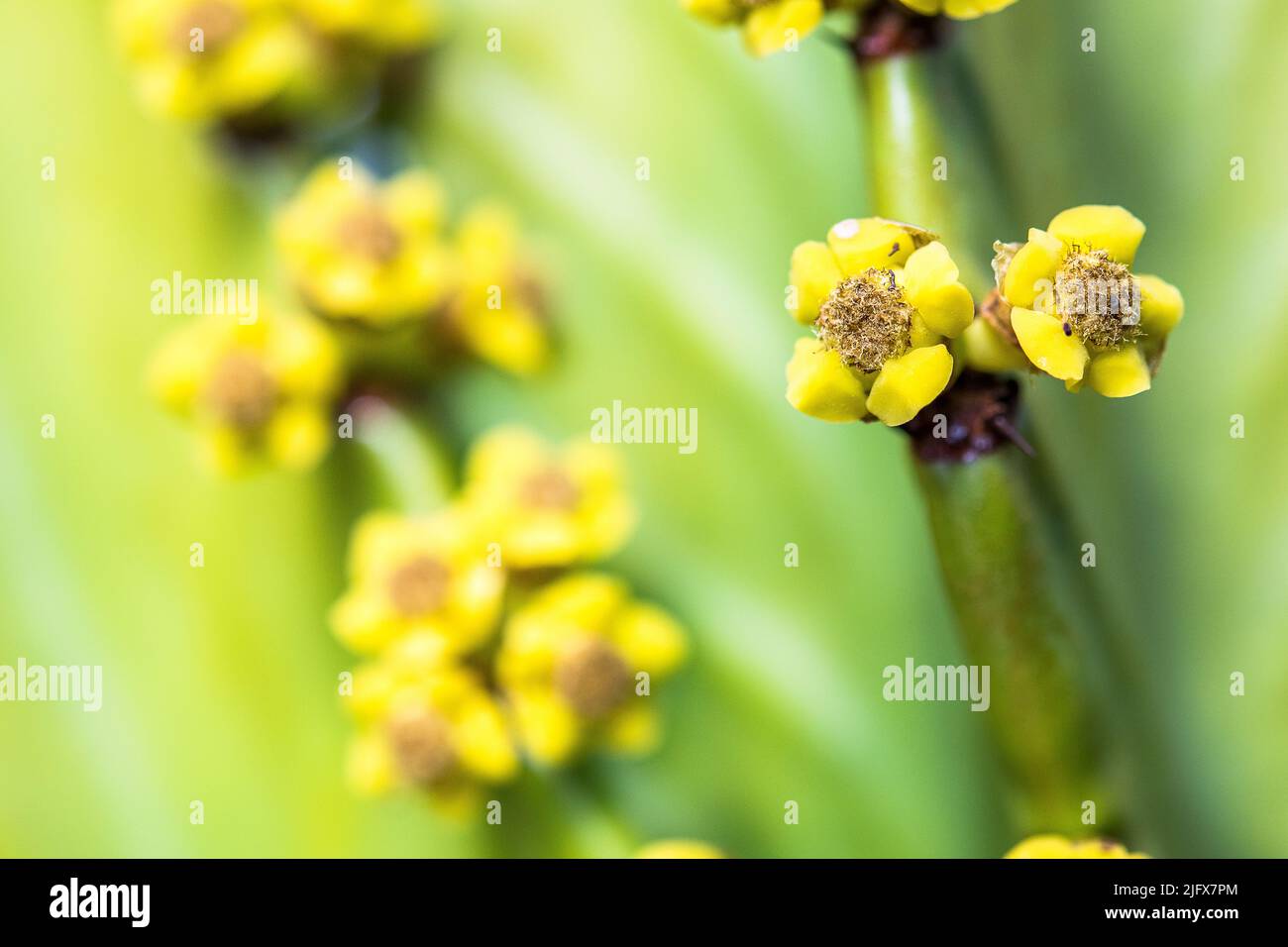Euphorbia candelabrum is a succulent species of plant in the family ...