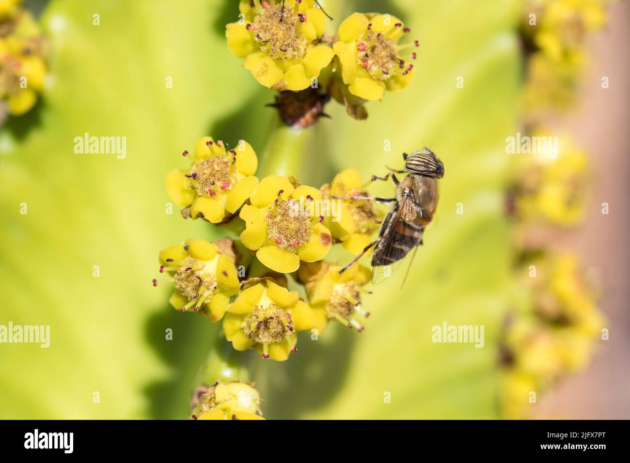 Euphorbia candelabrum is a succulent species of plant in the family ...