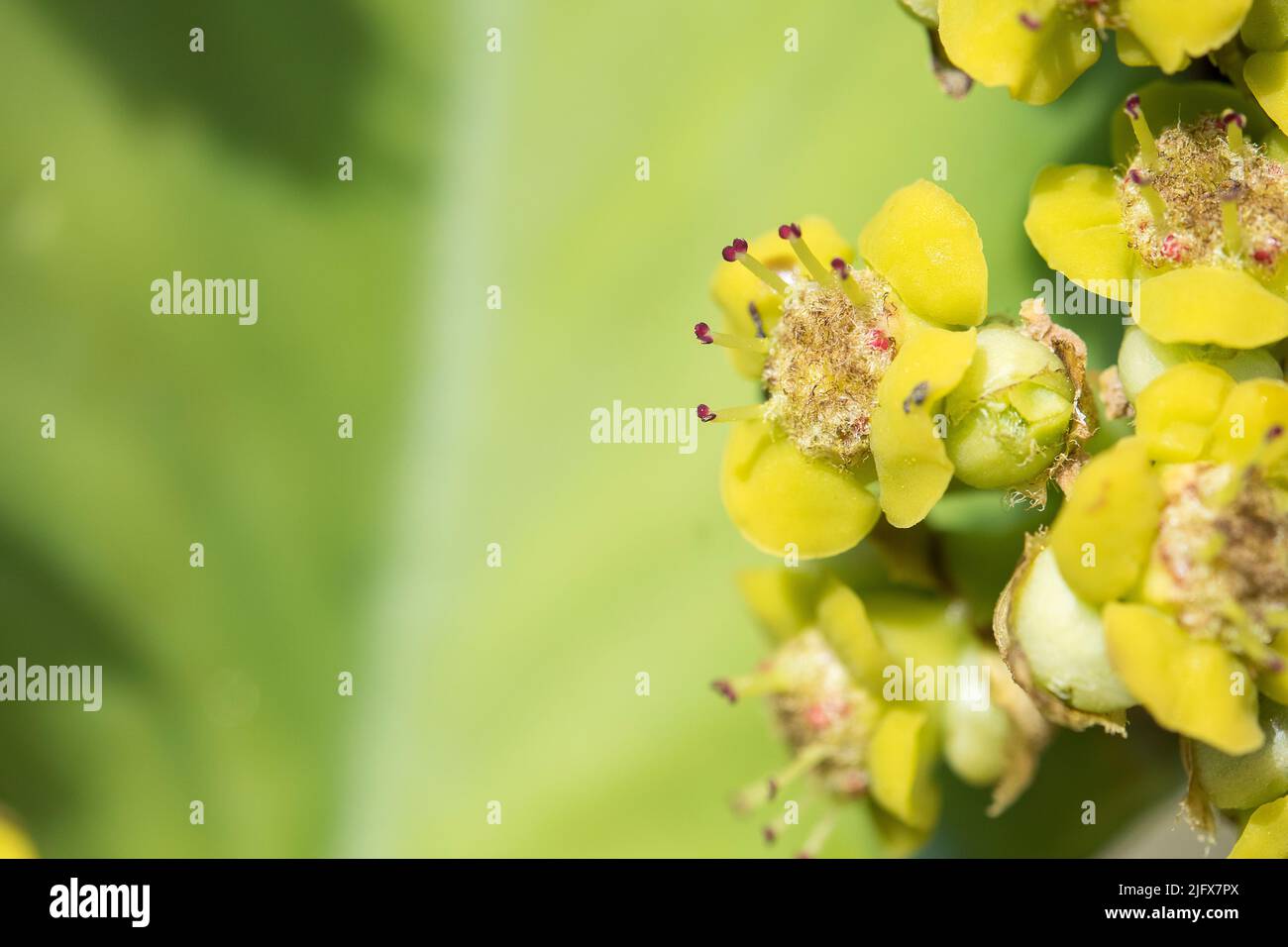 Euphorbia candelabrum is a succulent species of plant in the family ...