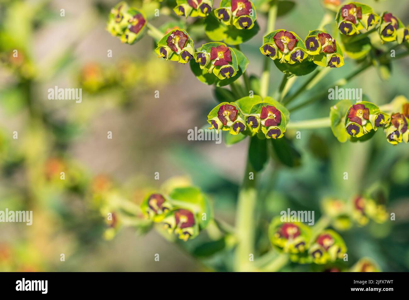 Euphorbia characias, the Mediterranean spurge or Albanian spurge is a ...