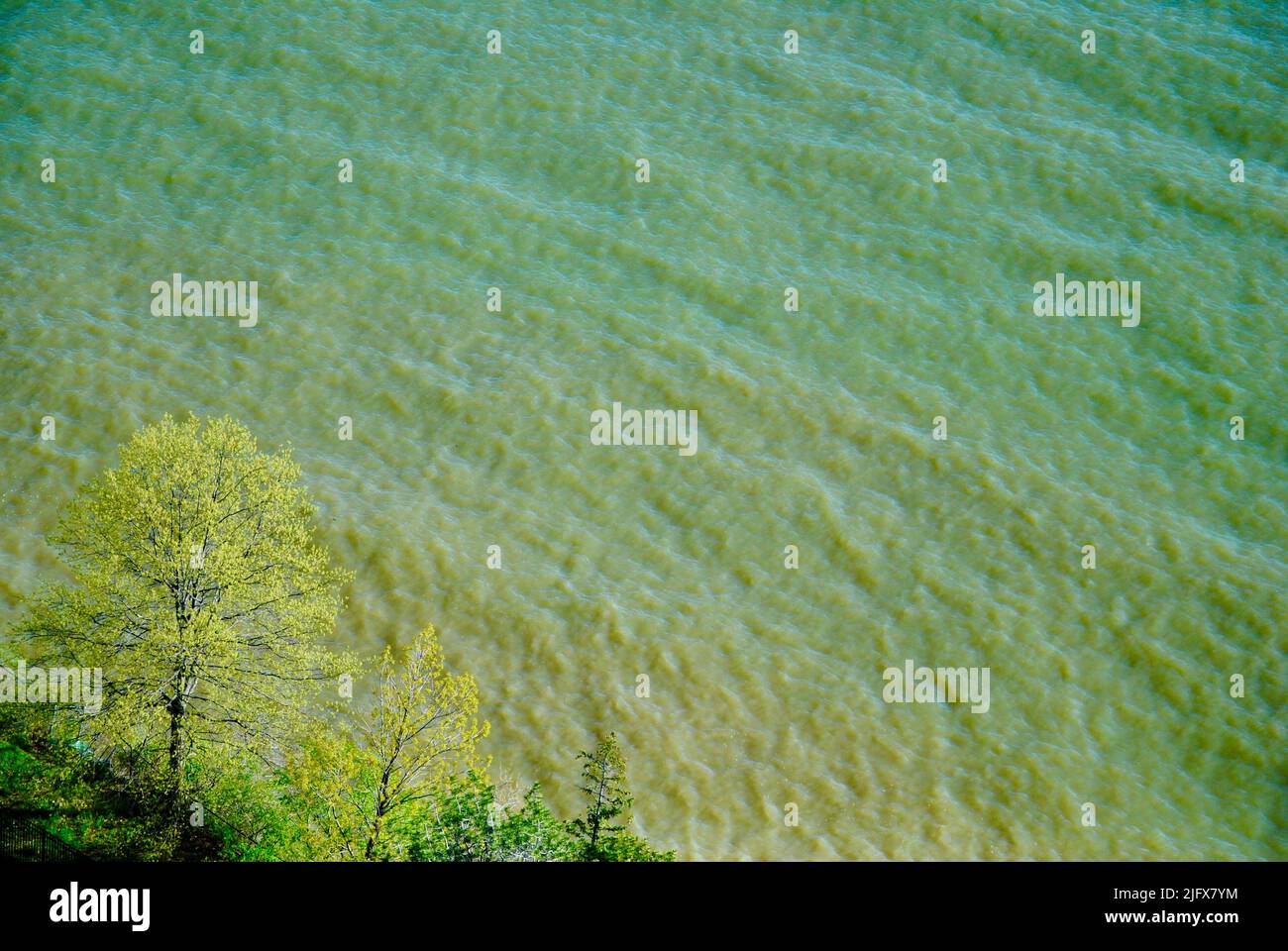 A tree by Lake Erie seen from a building on the Gold Coast of Lakewood ...