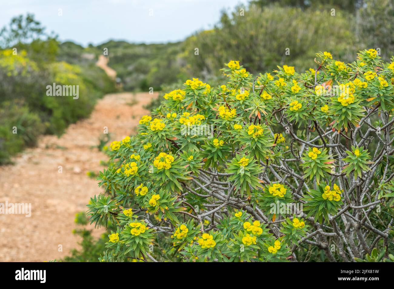 Euphorbia dendroides, also known as tree spurge, is a small tree or ...