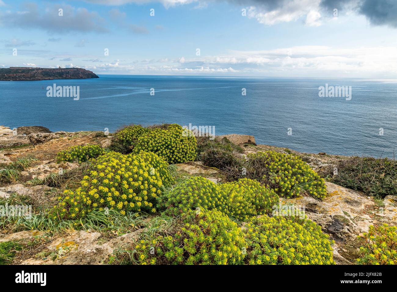 Euphorbia dendroides, also known as tree spurge, is a small tree or ...
