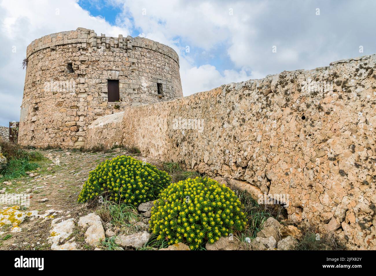 Euphorbia dendroides, also known as tree spurge, is a small tree or ...