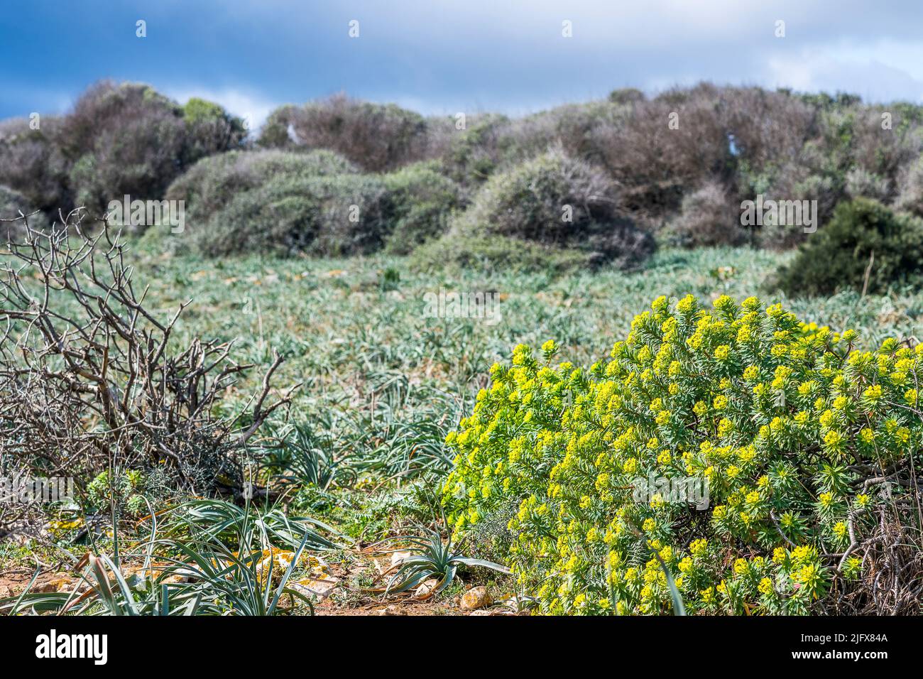 Euphorbia dendroides, also known as tree spurge, is a small tree or ...