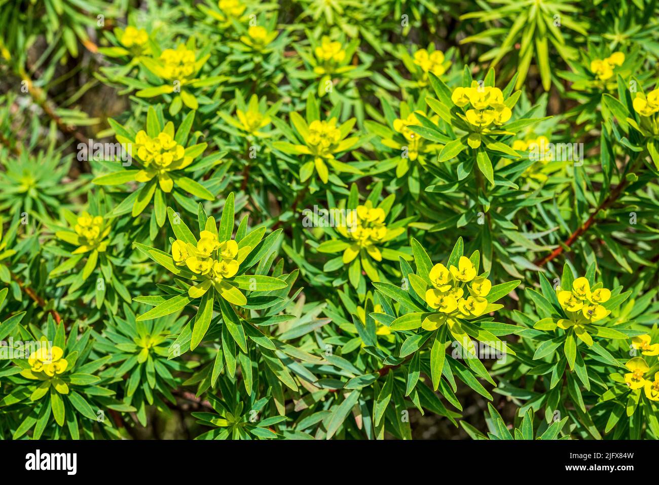 Euphorbia dendroides, also known as tree spurge, is a small tree or ...