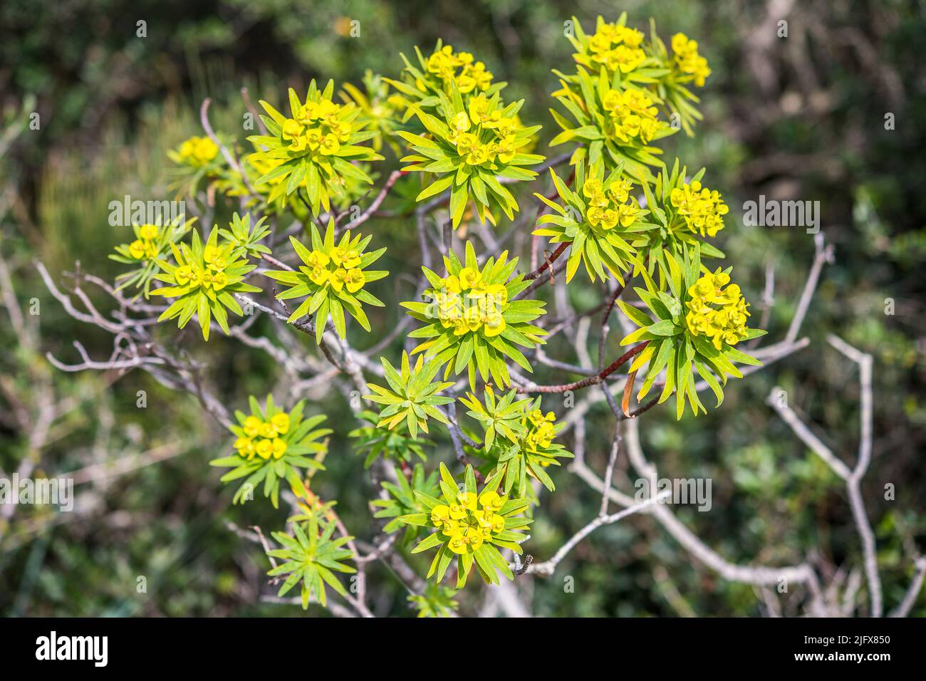 Euphorbia dendroides, also known as tree spurge, is a small tree or ...
