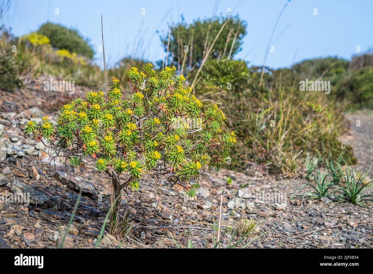 Euphorbia dendroides, also known as tree spurge, is a small tree or ...