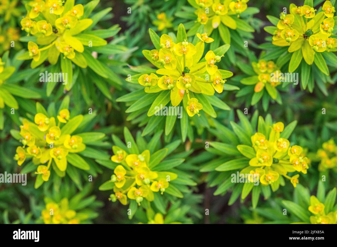 Euphorbia dendroides, also known as tree spurge, is a small tree or ...