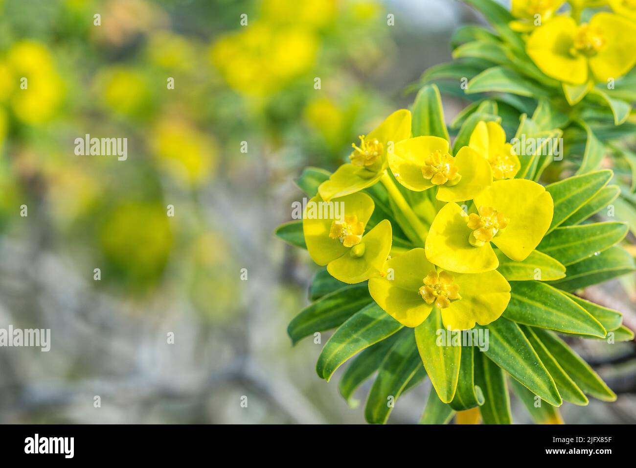 Euphorbia dendroides, also known as tree spurge, is a small tree or ...