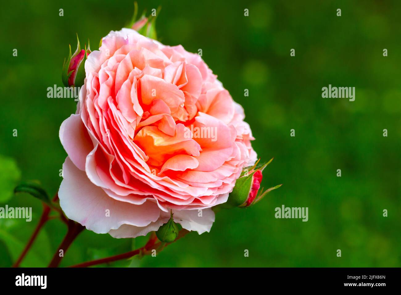 Hybrid tea rose, pink flower grows in a garden. Close-up photo with ...