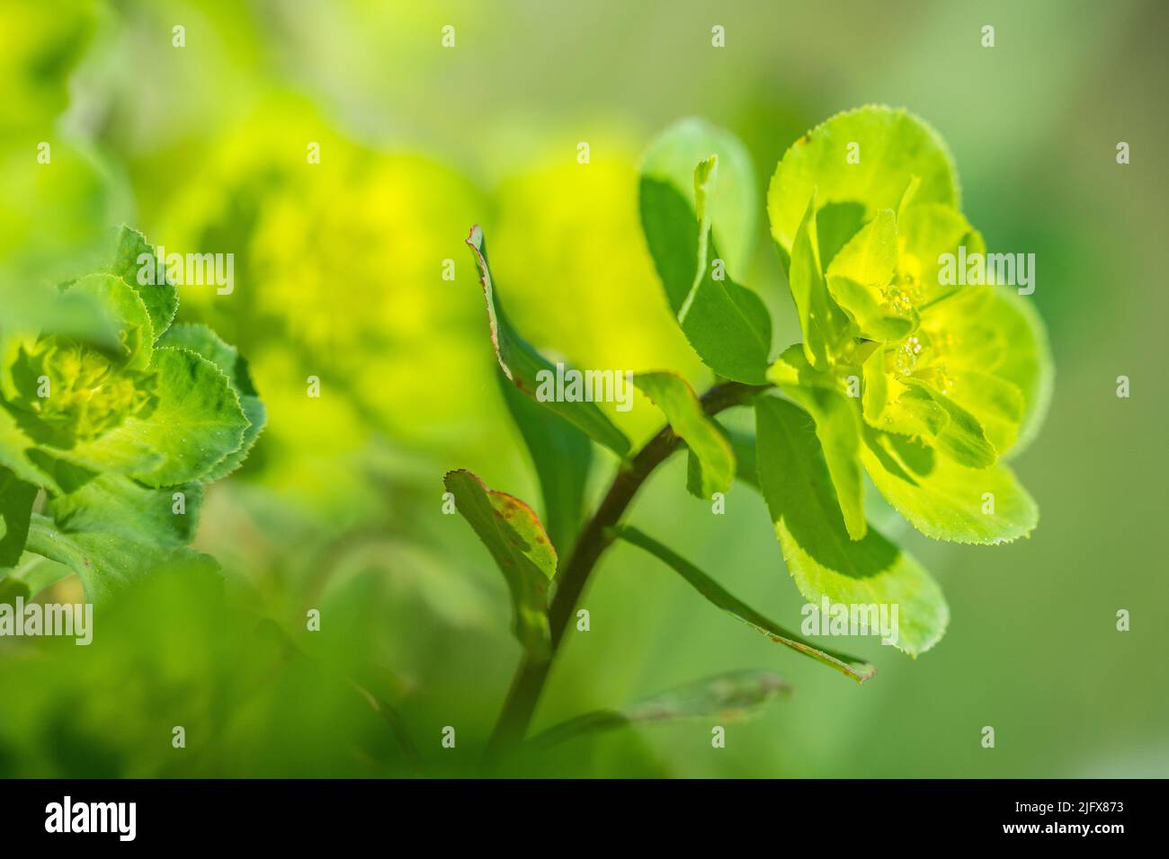 Euphorbia helioscopia, the sun spurge or madwoman's milk, is a species ...