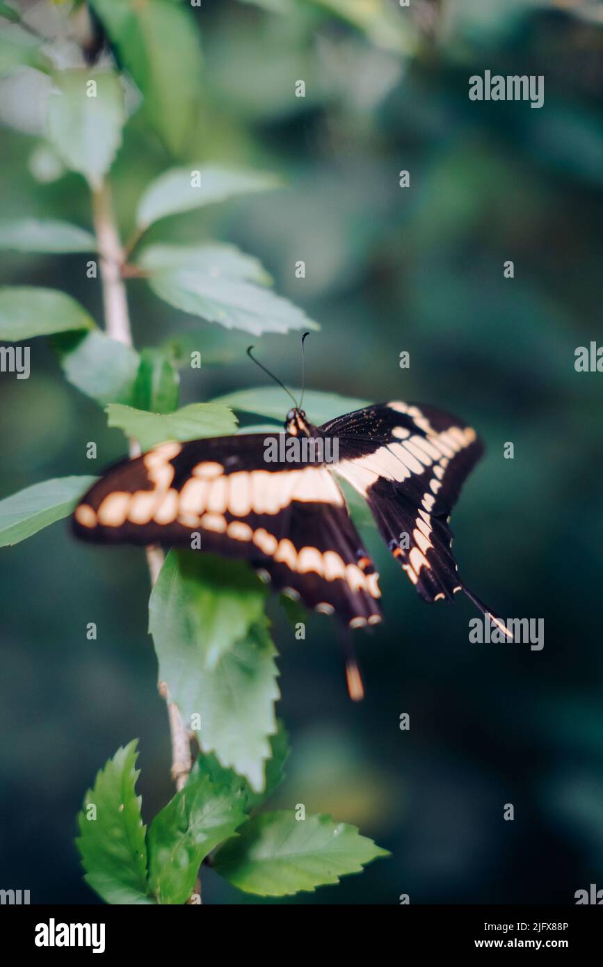 A vertical shot of a king swallowtail perched on a branch with green ...