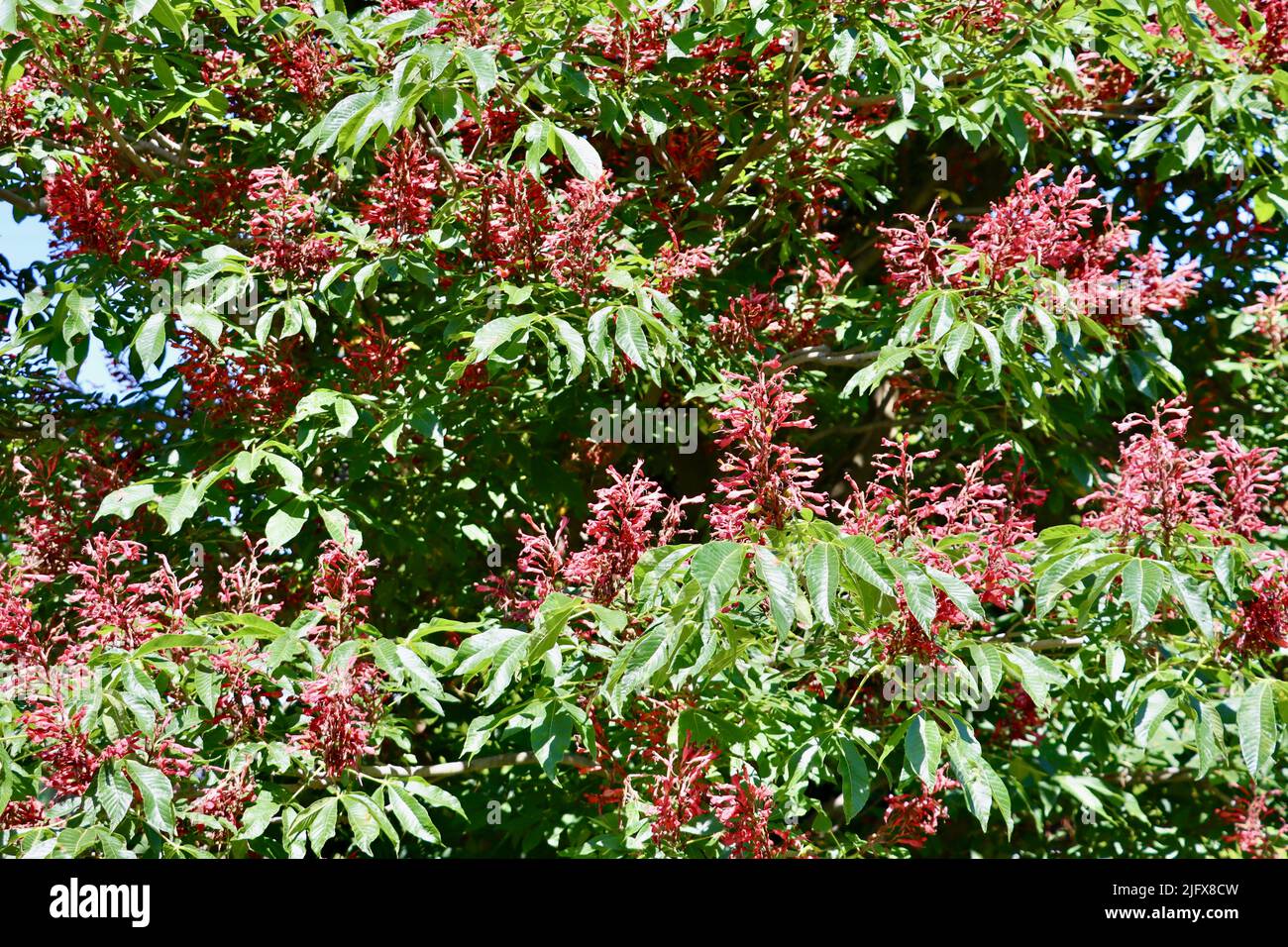 Chestnut tree in bloom in Lakewood, Ohio in May 2022 Stock Photo - Alamy