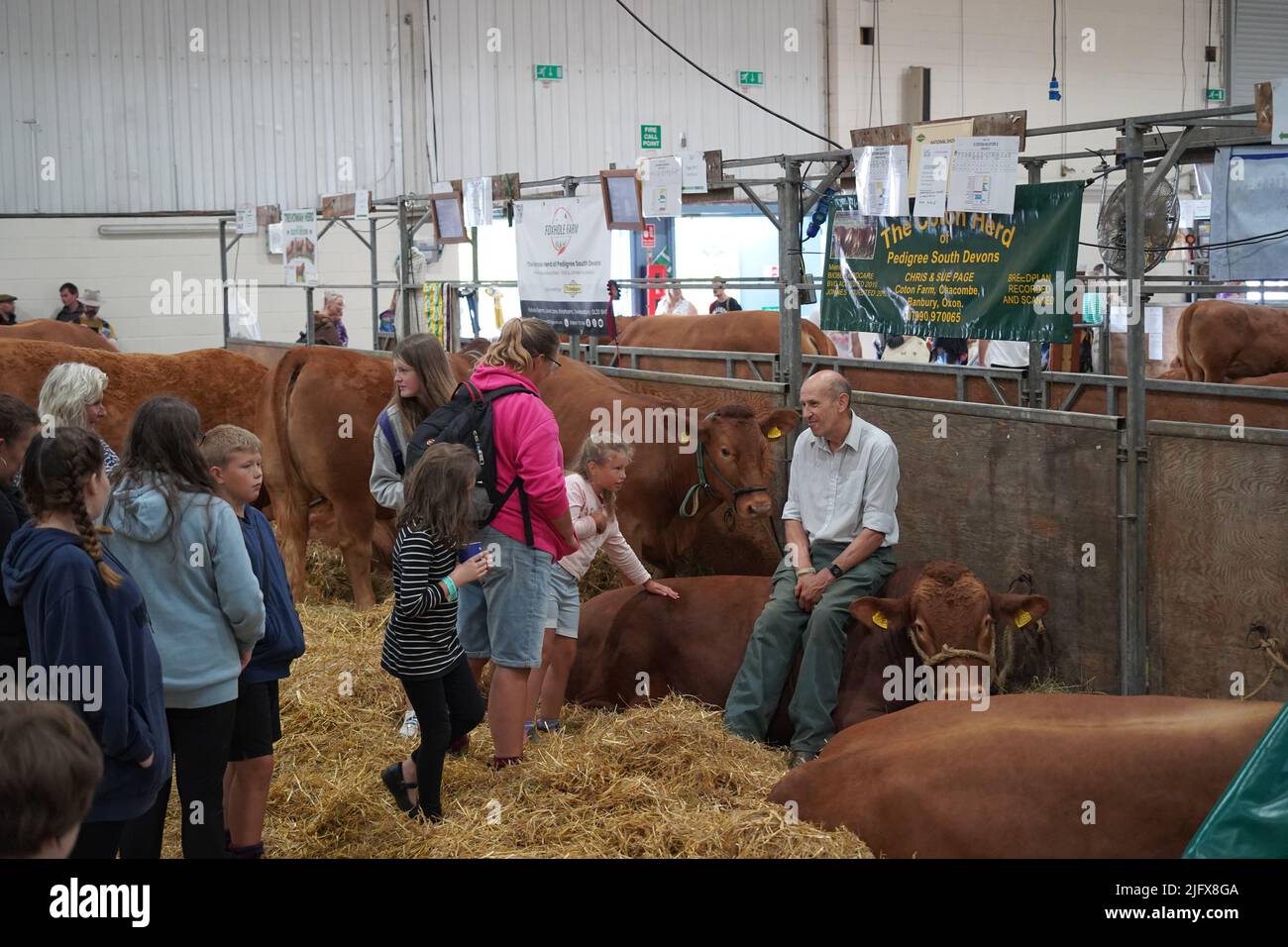 Exeter, UK - July 2022: Different breeds of cattle exhibited at the ...