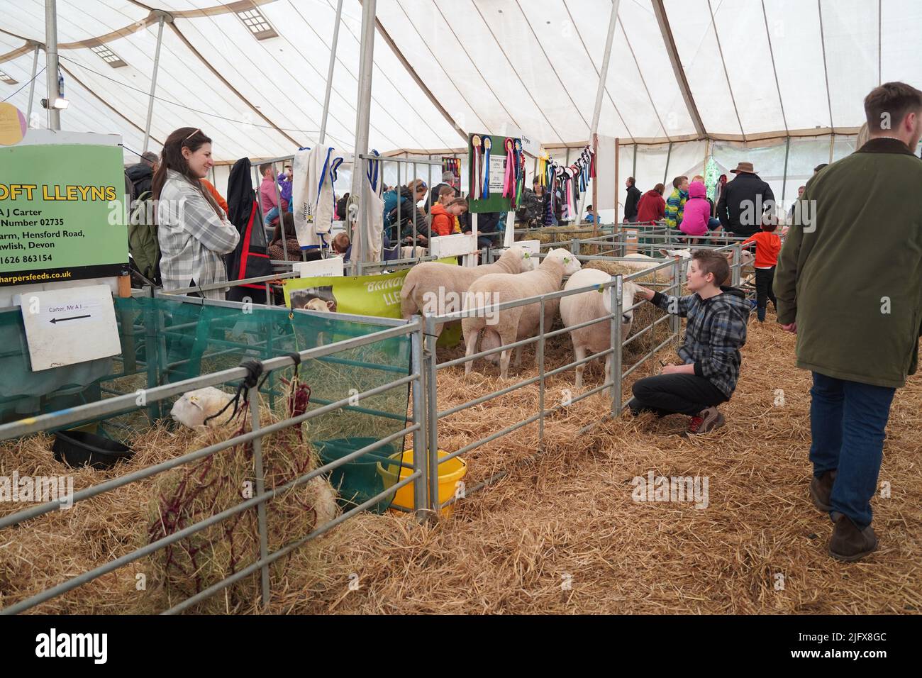 Exeter, UK - July 2022: Different breeds of sheep exhibited at the ...