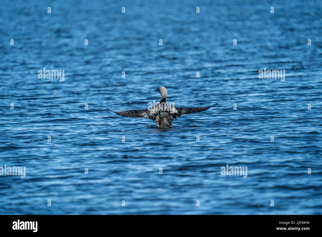 A black-throated loon (Gavia Arctica) swimming in the blue water Stock ...