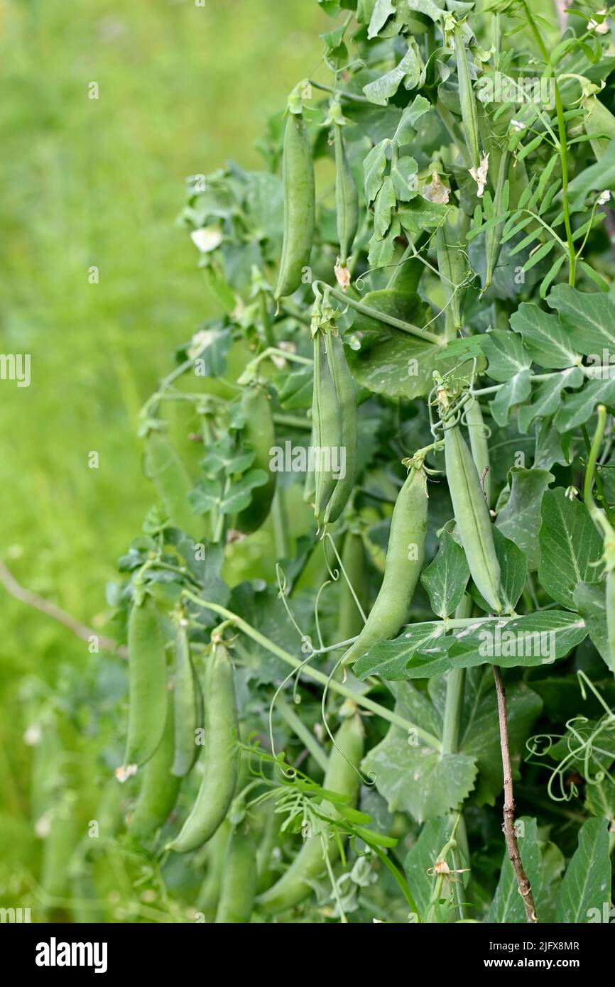 A vertical shot of ripe green pea pods on a farm Stock Photo - Alamy