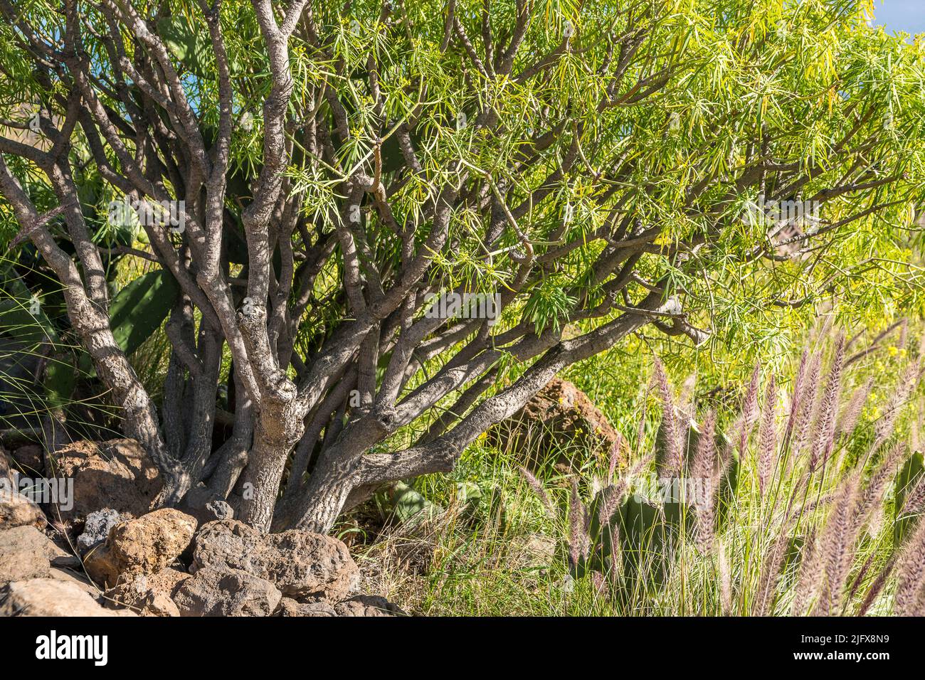 Euphorbia lamarckii is a species of flowering plant in the family ...