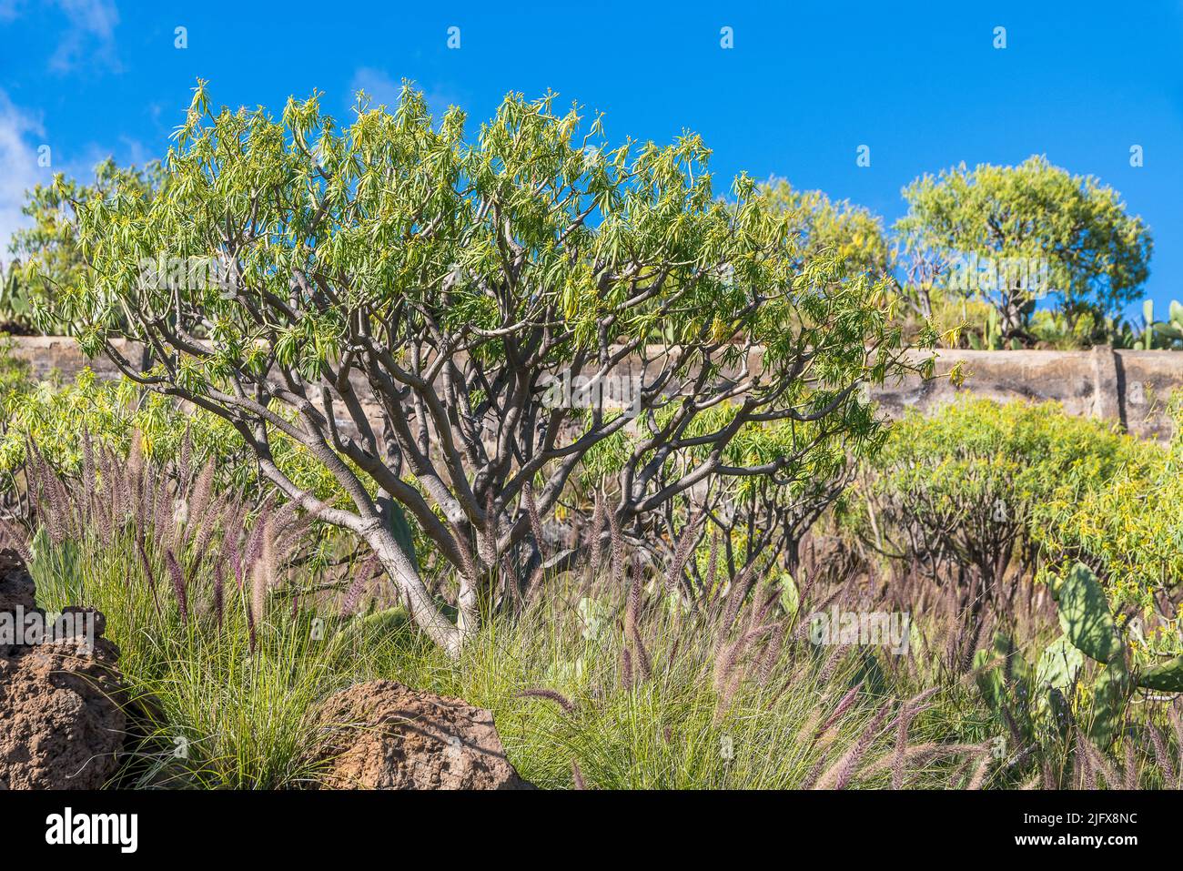 Euphorbia lamarckii is a species of flowering plant in the family ...