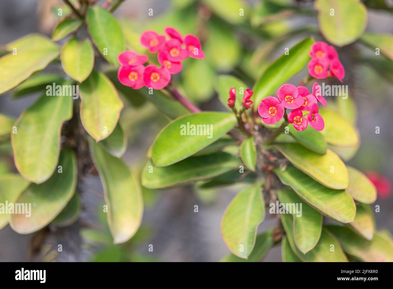 Euphorbia milii, the crown of thorns, Christ plant, or Christ thorn, is ...