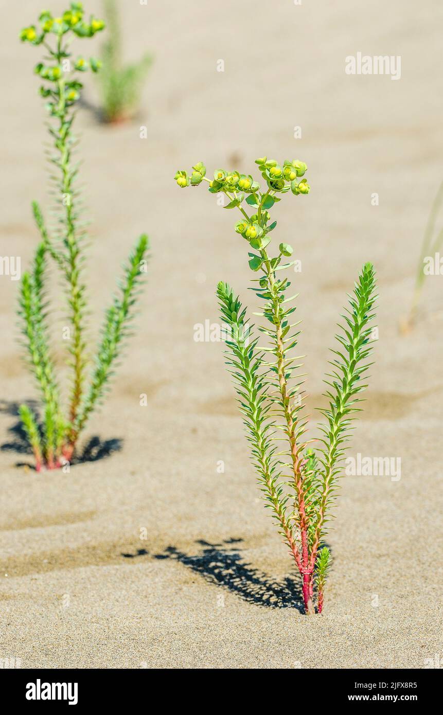 Euphorbia paralias, the sea spurge, is a species of flowering plant in ...