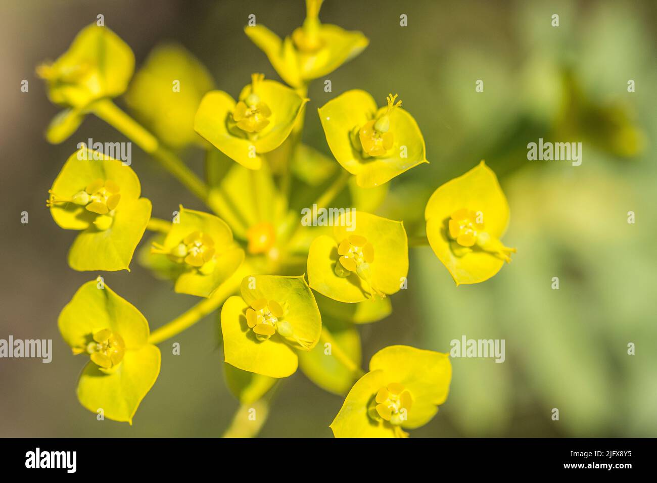 Euphorbia seguieriana is a species of flowering plant belonging to the ...