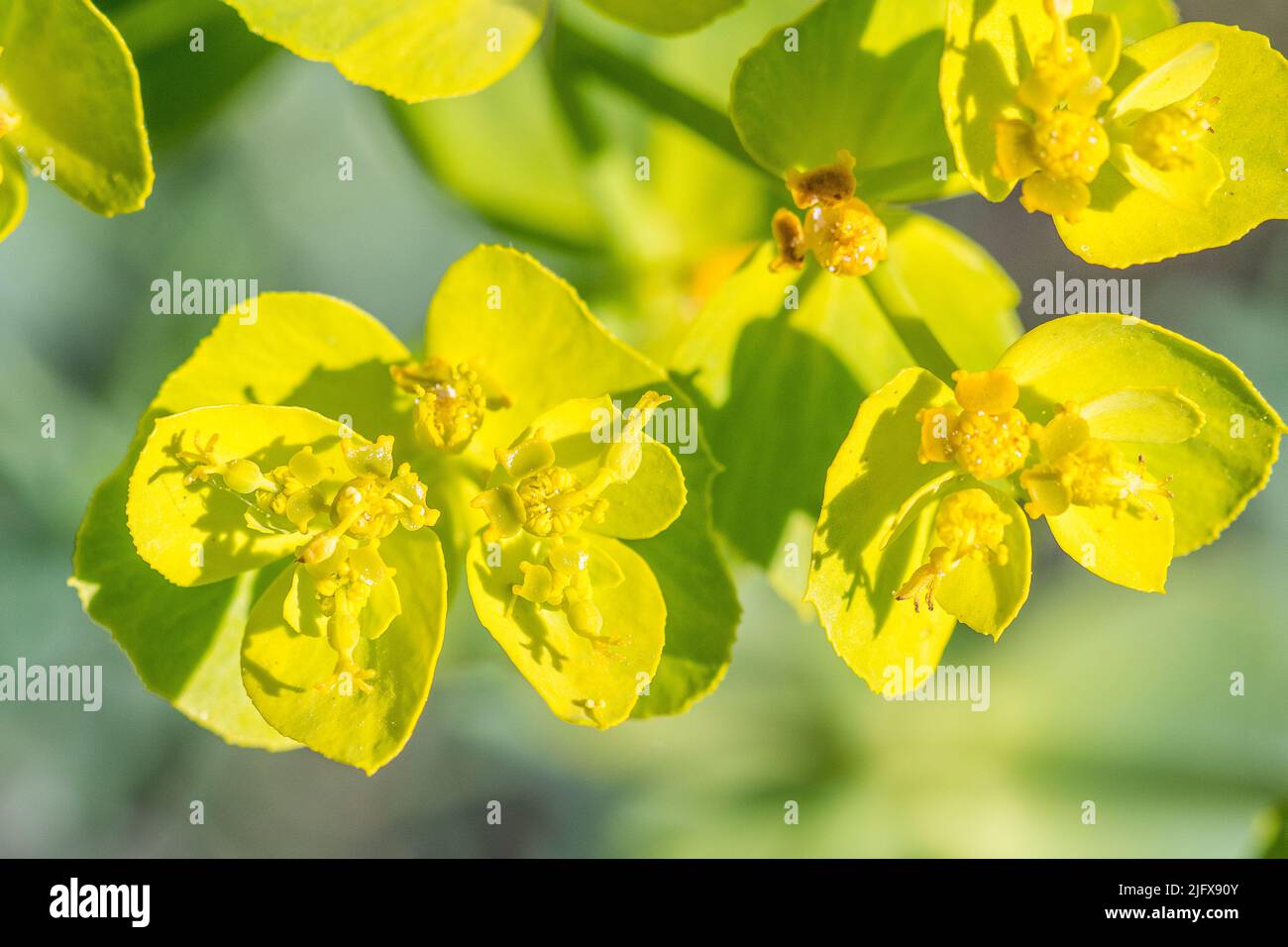 Euphorbia serrata is a species of spurge known by the common names ...