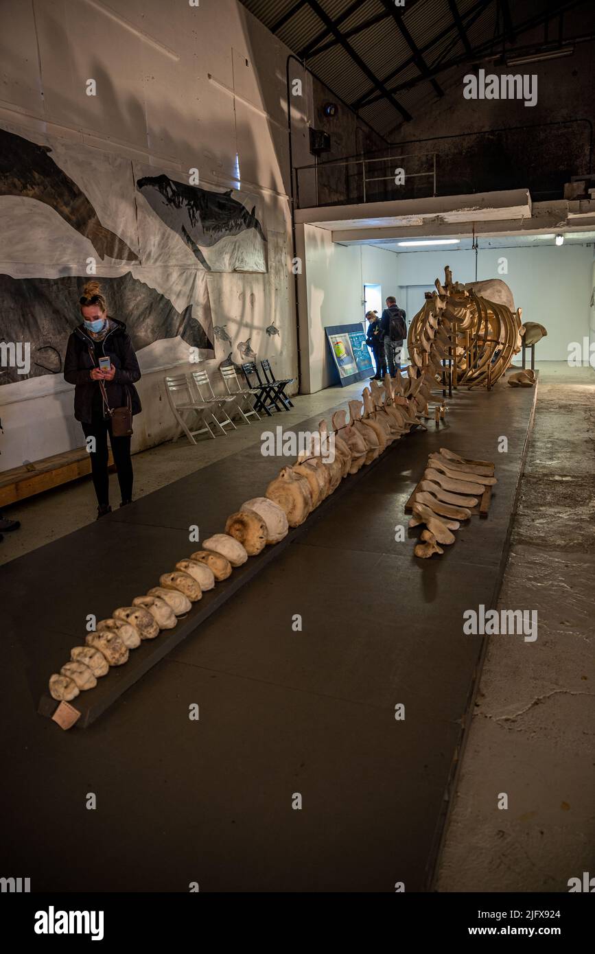 Tourists in front of a whale skeleton at the tourist center in Andenes ...