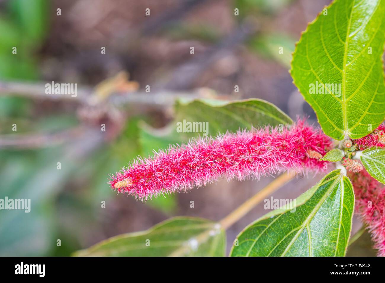 Acalypha hispida, the chenille plant, is a flowering shrub which ...