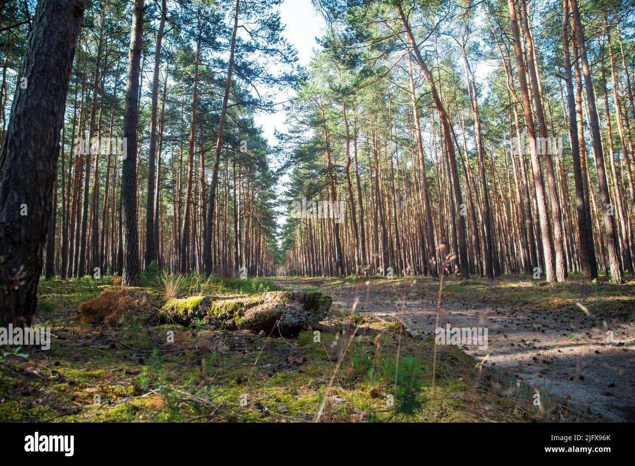 Pine forest in Lusatia, Germany Stock Photo - Alamy