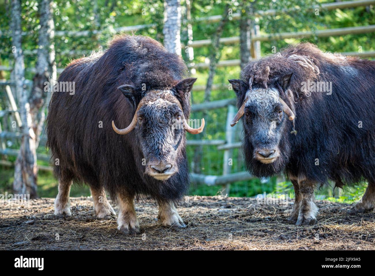 Two muscox in Polar Park, Bardu, Norway Stock Photo - Alamy