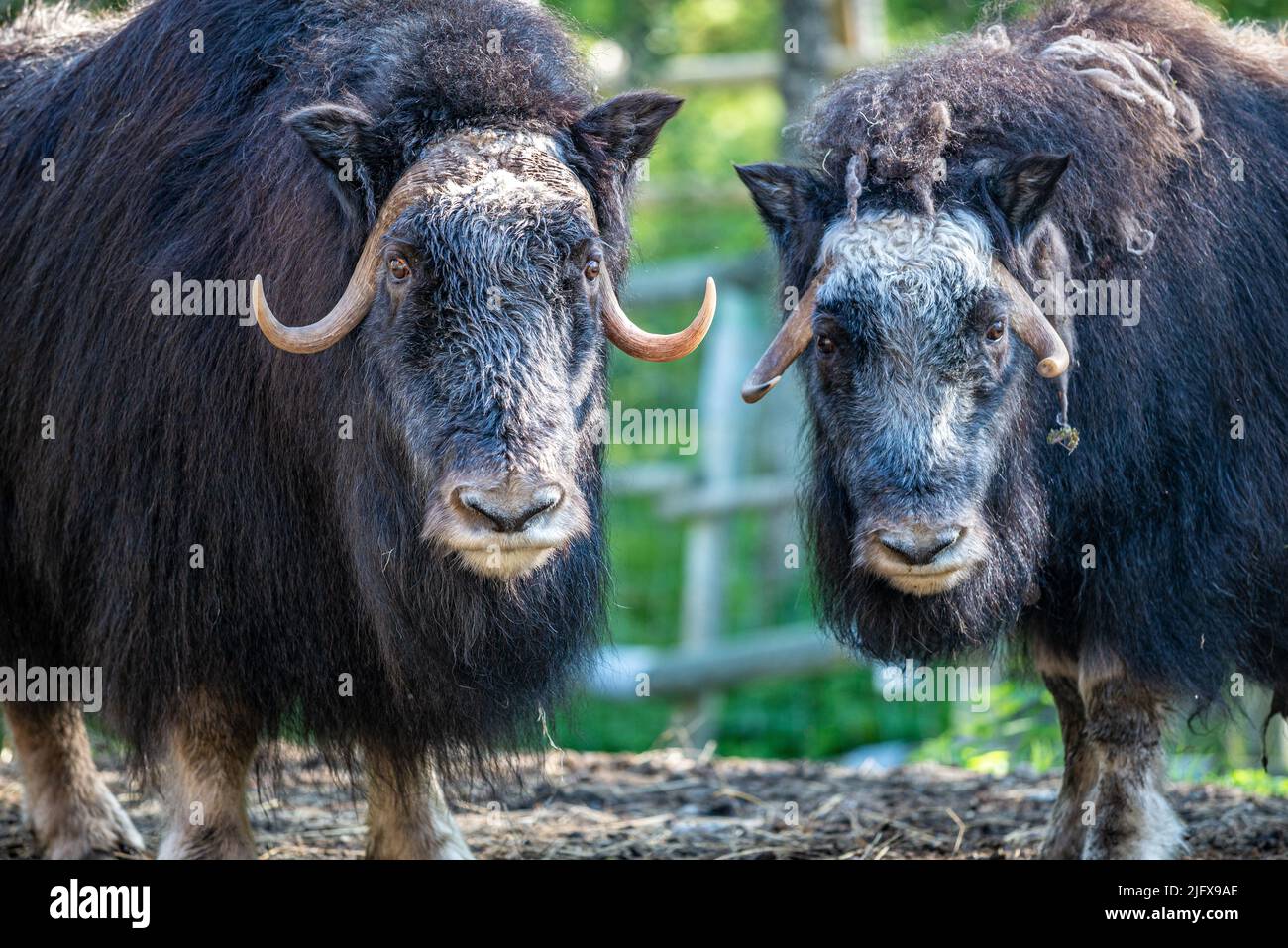Two muscox in Polar Park, Bardu, Norway Stock Photo - Alamy