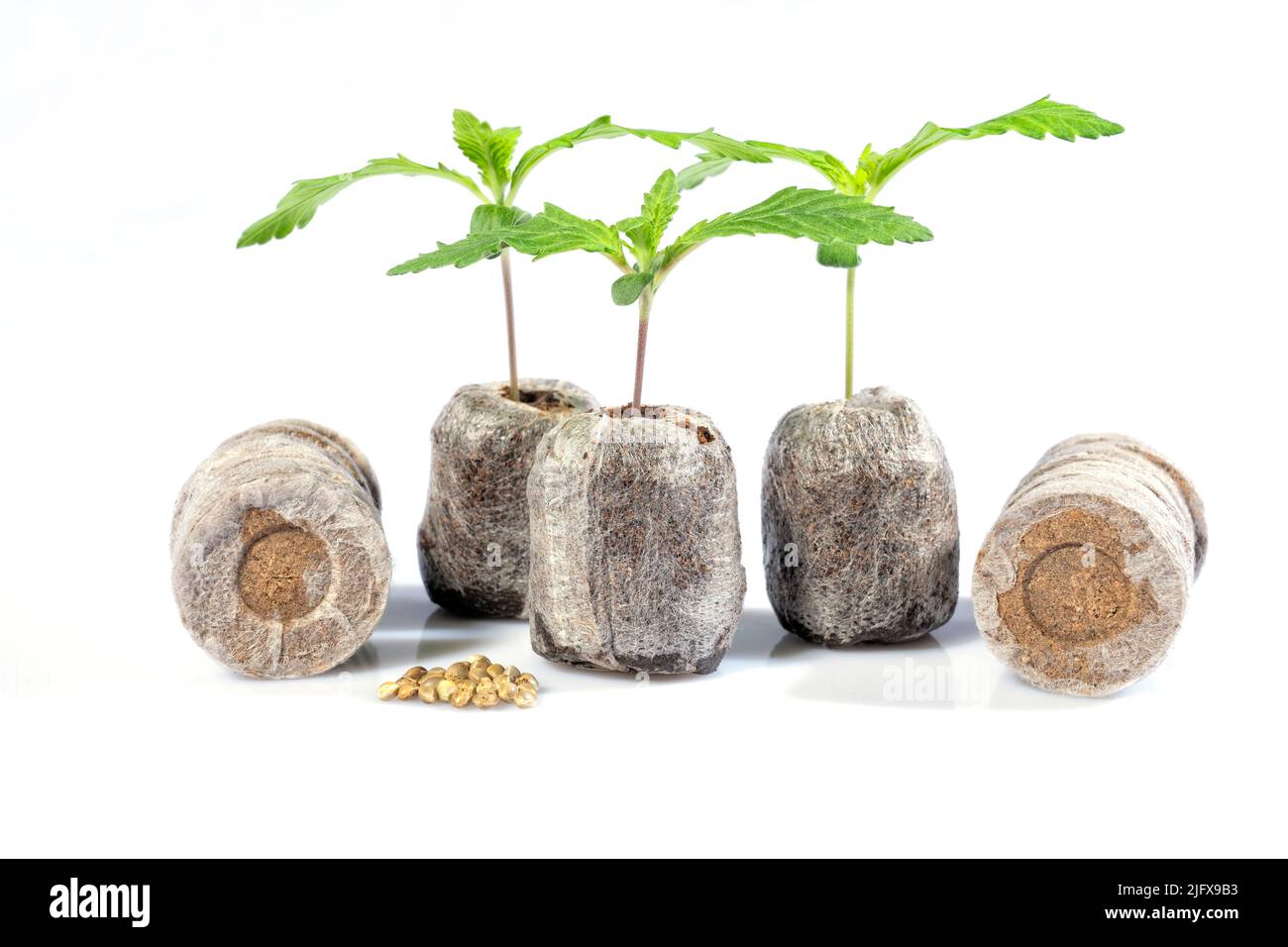 Several Jiffys to germinate cannabis seeds with some plant already born ...