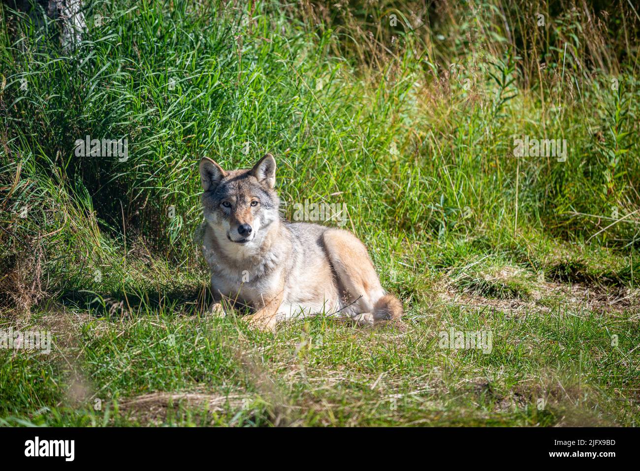 Wolf in Polar Park, Bardu, Norway Stock Photo - Alamy