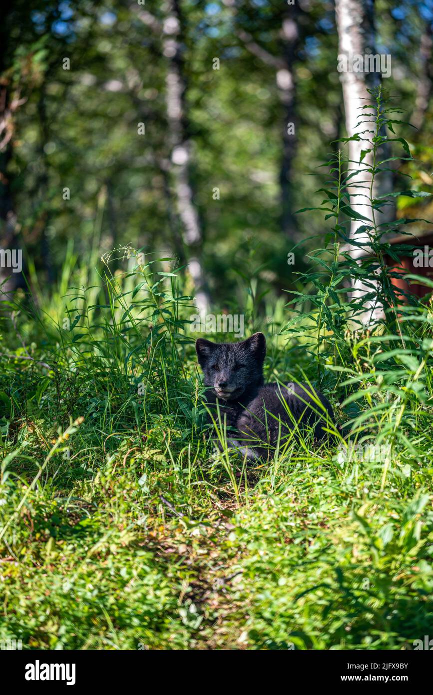 Arctic fox in Polar Park, Bardu, Norway Stock Photo - Alamy