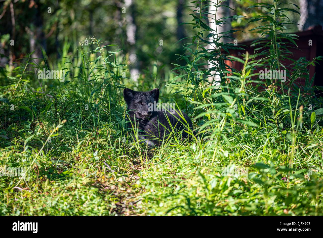Arctic fox in Polar Park, Bardu, Norway Stock Photo - Alamy