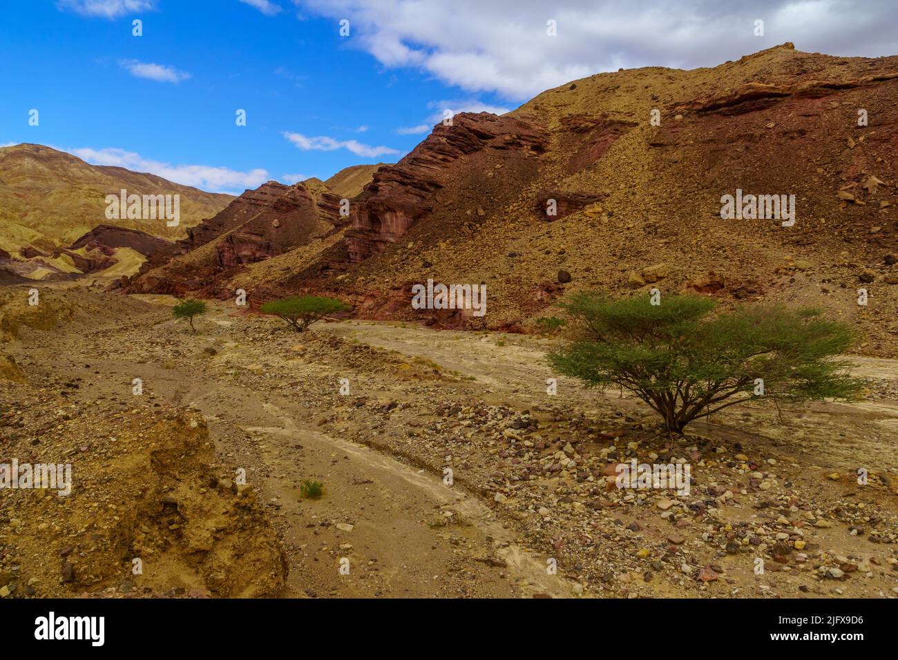 Winter view of Arava desert valley landscape with acacia trees, near ...