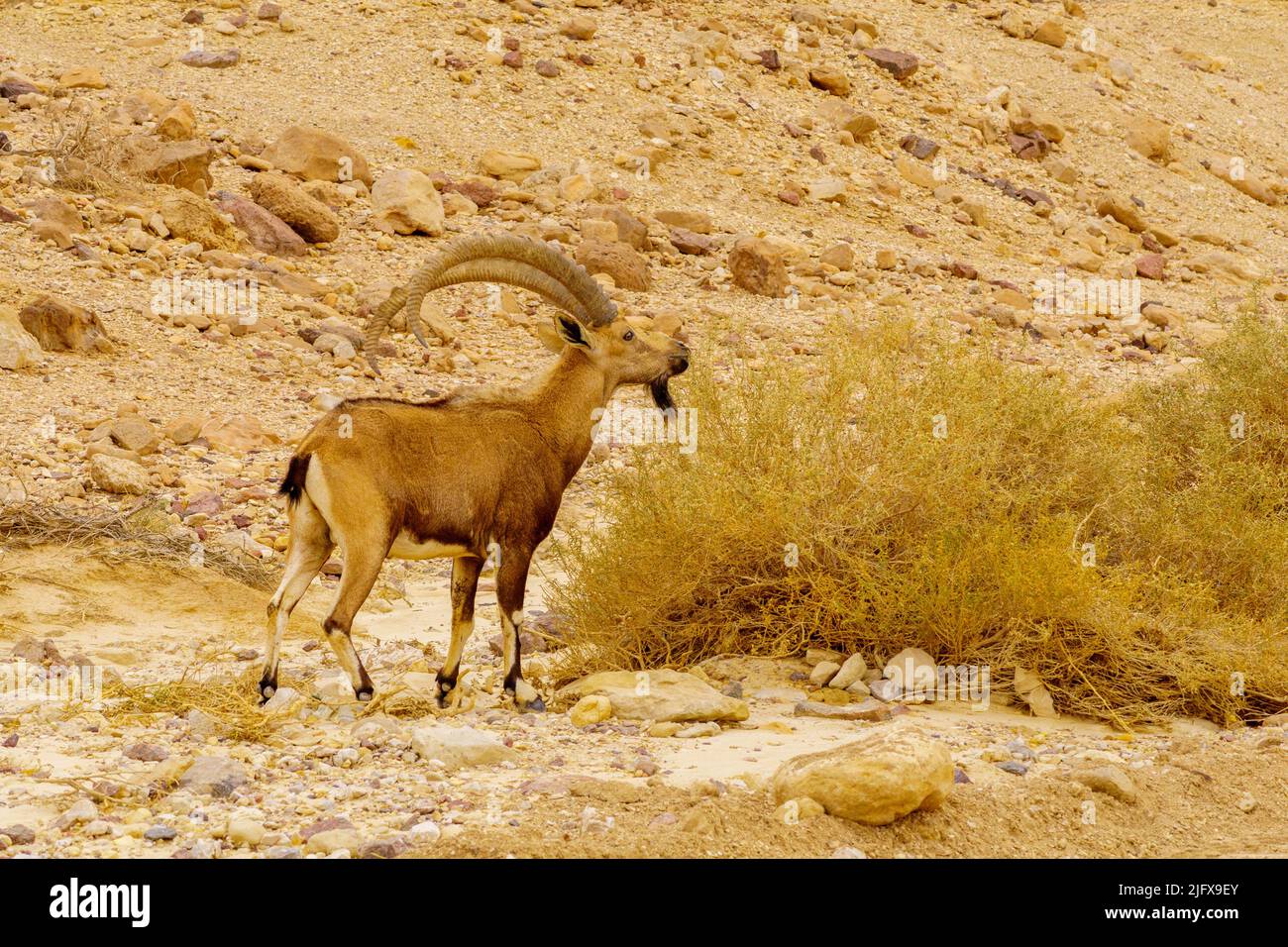 Winter view of Nubian Ibex in the Arava desert valley, near the ...