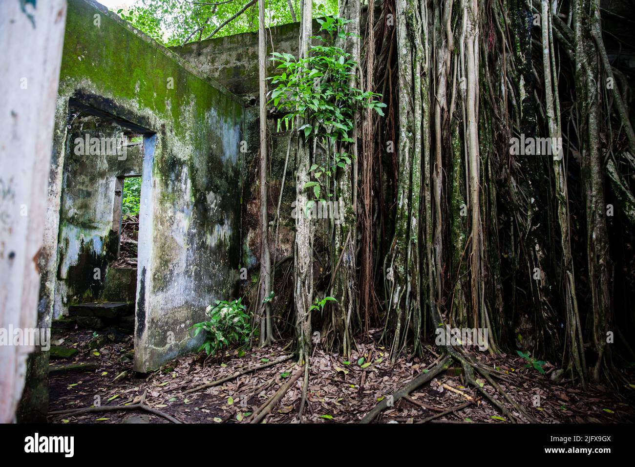 Trees and roots growing over an abanonded house in Armero Town after 37 ...