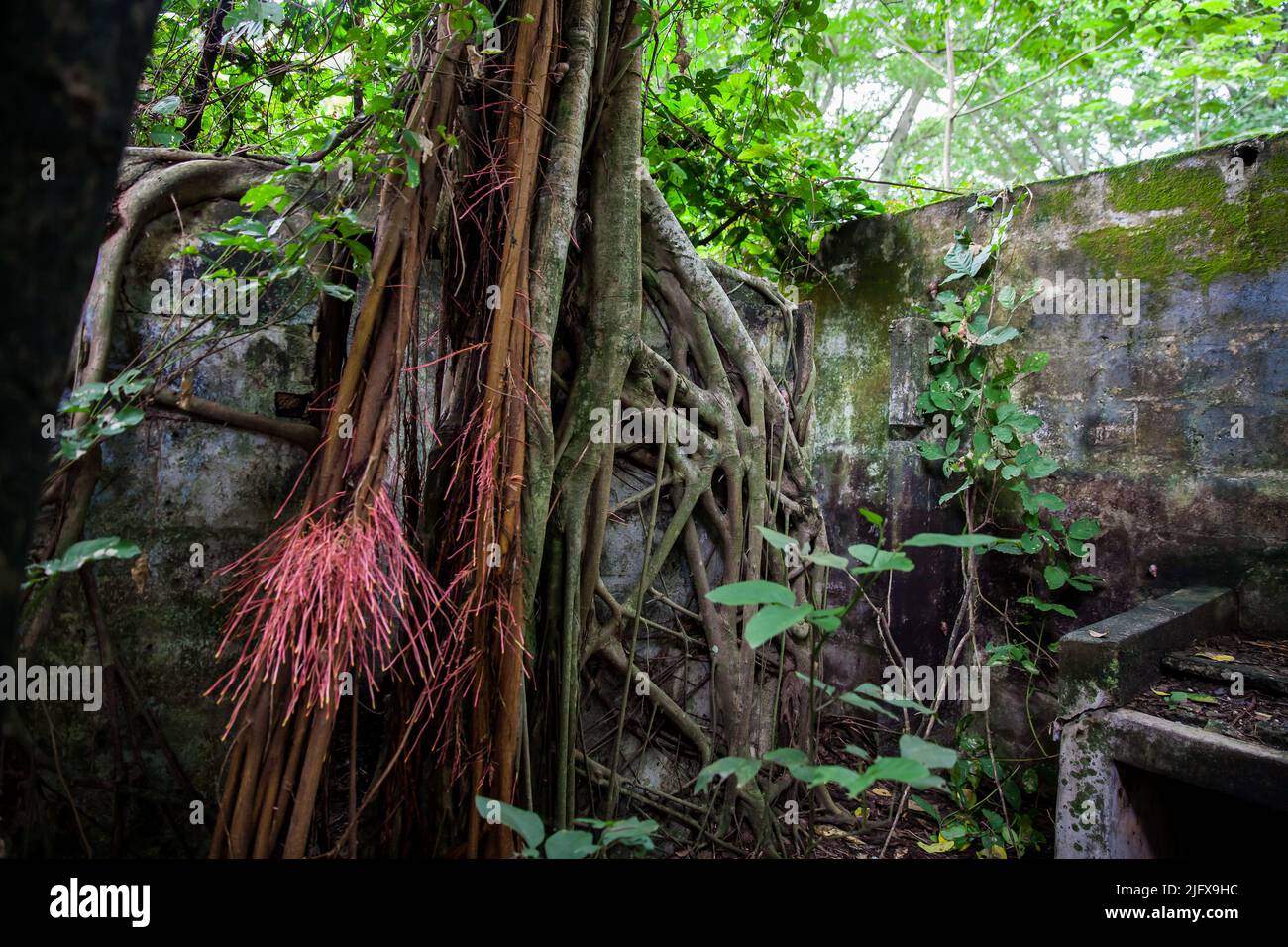 Trees and roots growing over an abanonded house in Armero Town after 37 ...